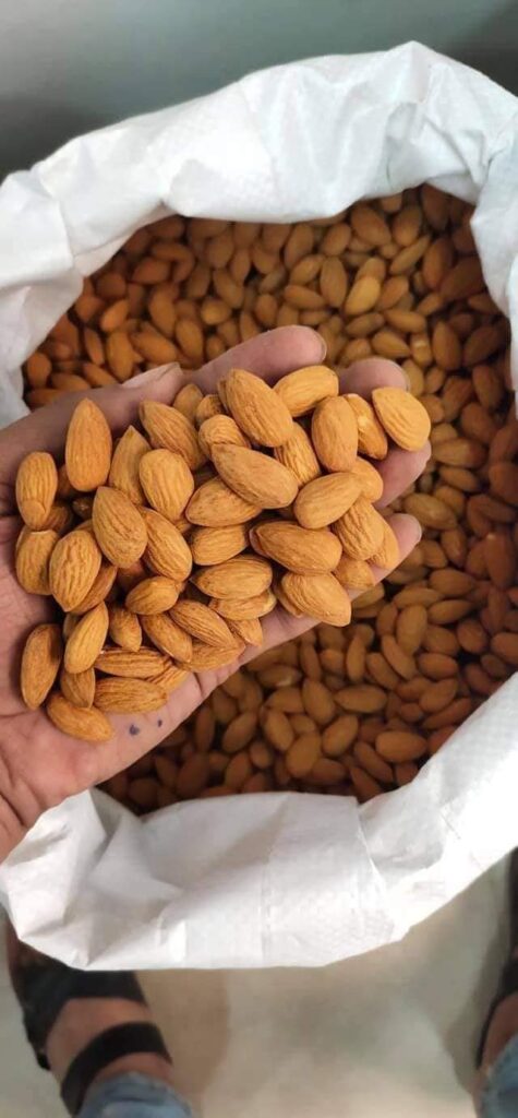 Almond Nuts for Sale - Mauro Solfertile Agriverde Commodities Brazil