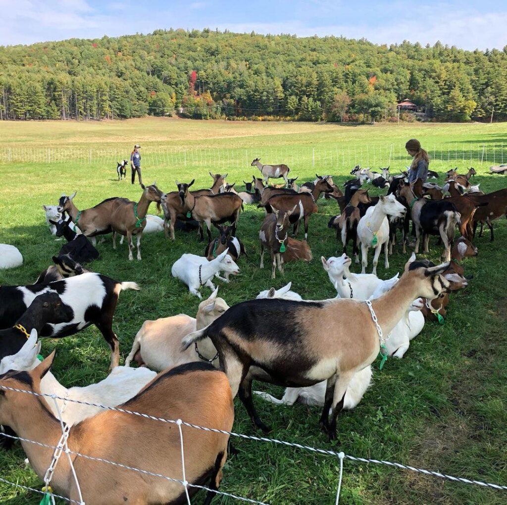 Alpine Goats for Sale - Mauro Solfertile Agriverde Commodities Brazil