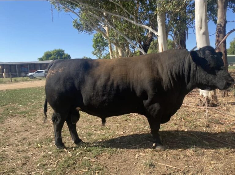 Angus Calves Heifers Bulls - Mauro Solfertile Agriverde Commodities Brazil