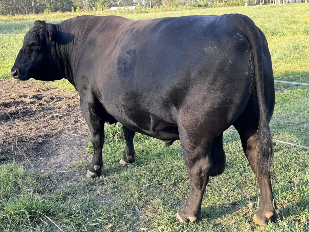 Angus Calves Heifers Bulls - Mauro Solfertile Agriverde Commodities Brazil