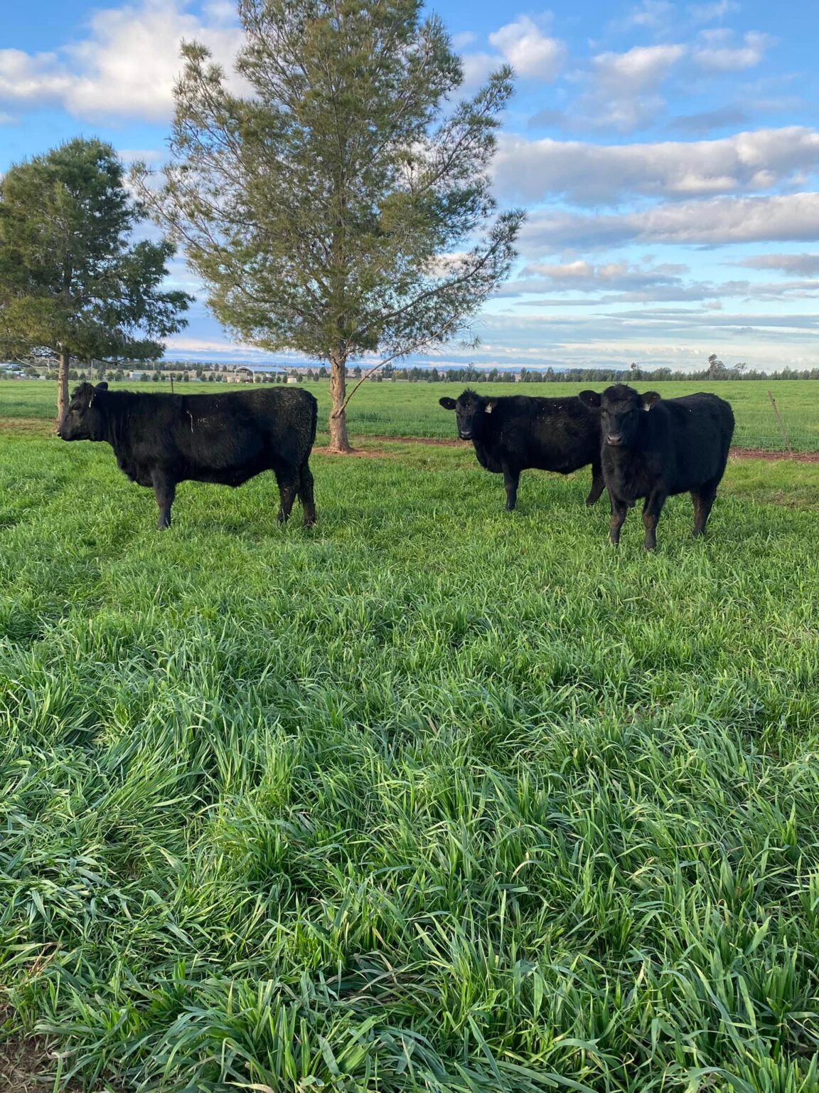 Angus Calves Heifers Bulls - Mauro Solfertile Agriverde Commodities Brazil