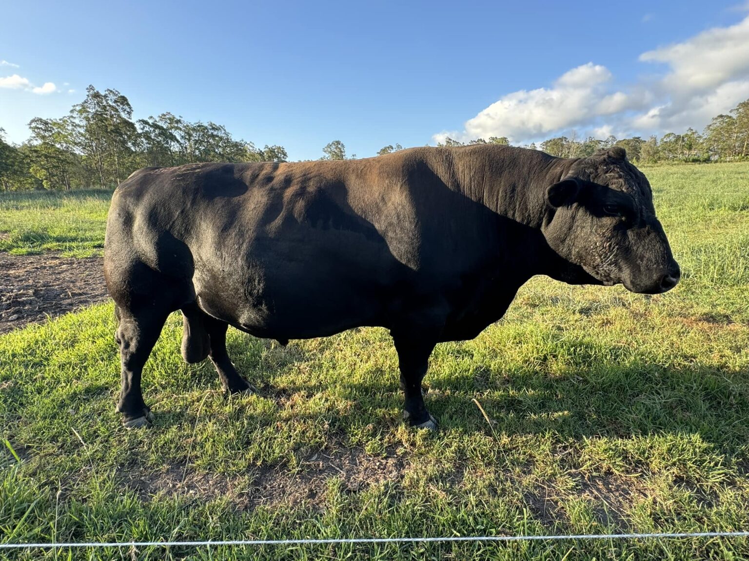 Angus Calves Heifers Bulls - Mauro Solfertile Agriverde Commodities Brazil