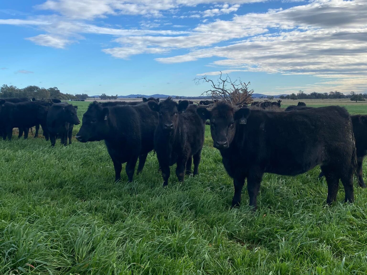 Angus Calves Heifers Bulls - Mauro Solfertile Agriverde Commodities Brazil