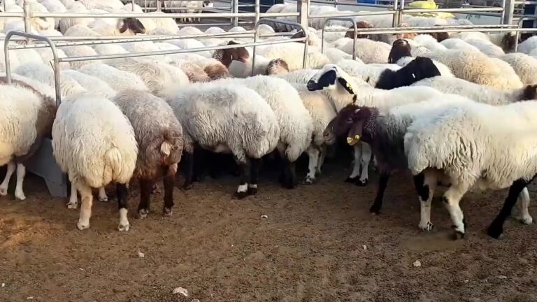 Awassi Sheep for Sale - Mauro Solfertile Agriverde Commodities Brazil