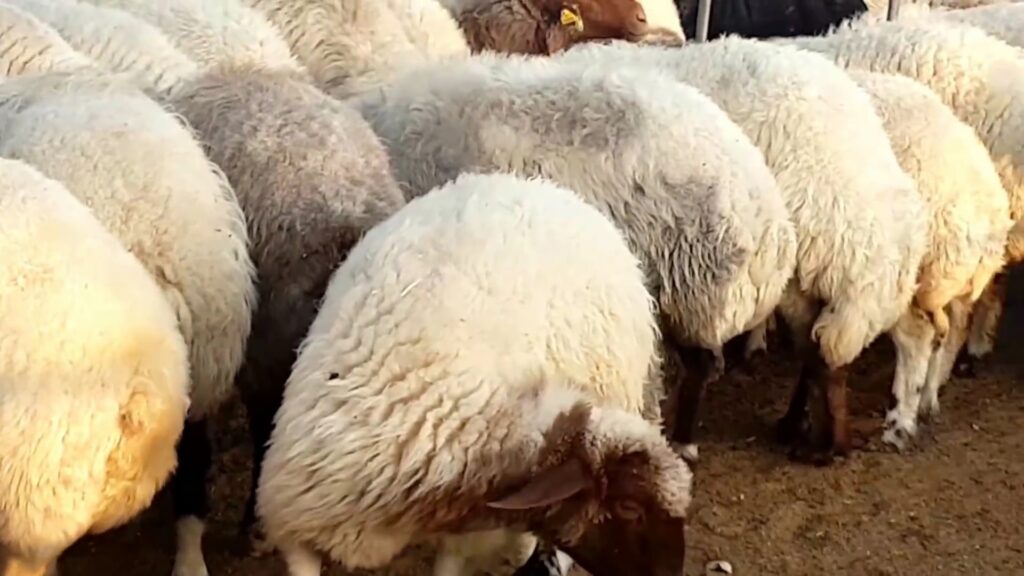 Awassi Sheep for Sale - Mauro Solfertile Agriverde Commodities