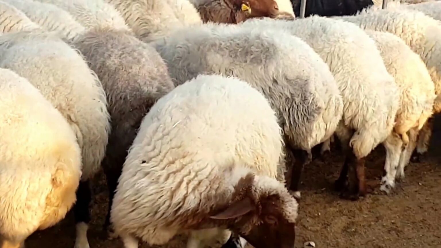 Awassi Sheep for Sale - Mauro Solfertile Agriverde Commodities