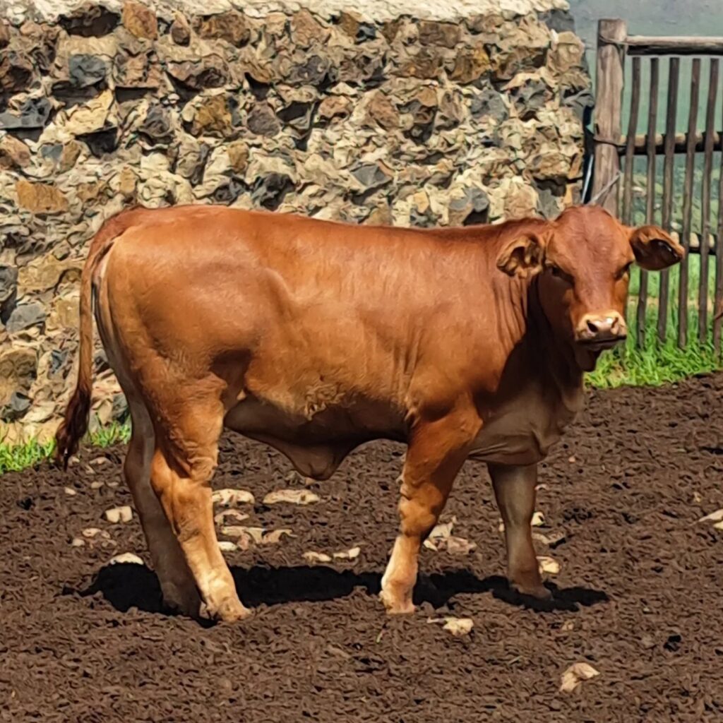 Beefmaster Calves Heifers Bulls - Mauro Solfertile Agriverde ...