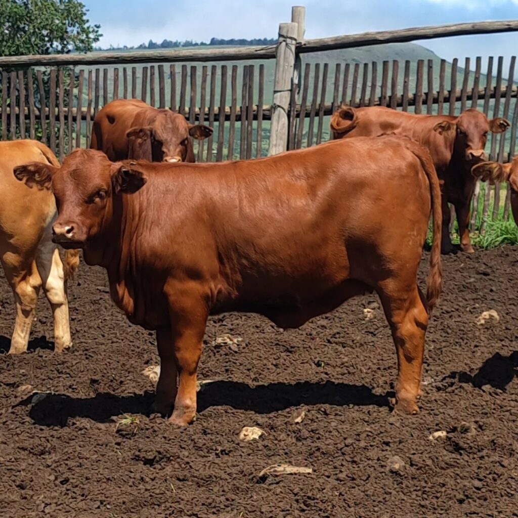 Beefmaster Calves Heifers Bulls - Mauro Solfertile Agriverde ...
