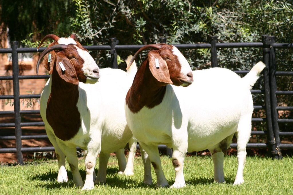Boer Goats for Sale - Mauro Solfertile Agriverde Commodities Brazil