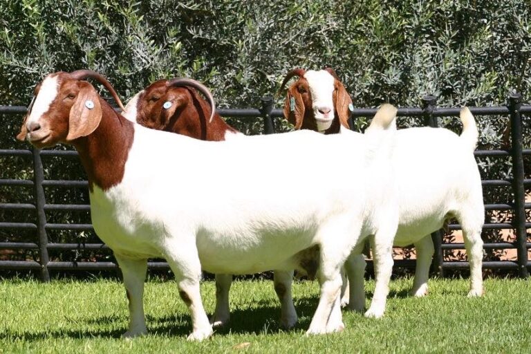 Boer Goats for Sale - Mauro Solfertile Agriverde Commodities Brazil