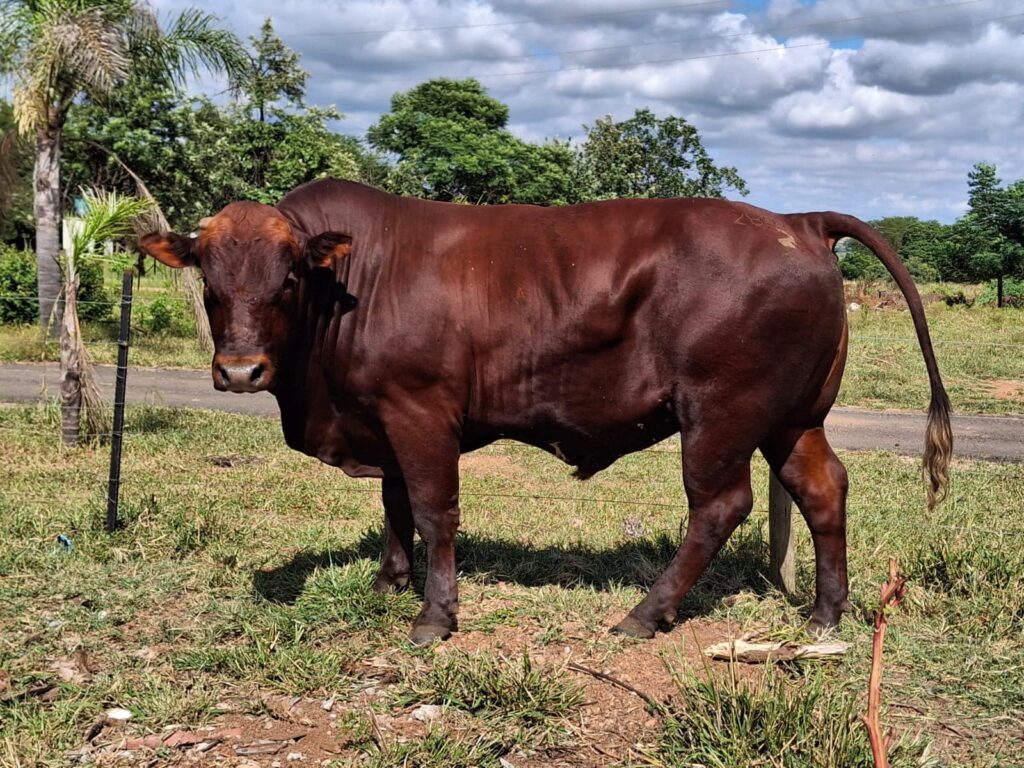 Bonsmara Calves, Heifers and Bulls - Mauro Solfertile Agriverde ...