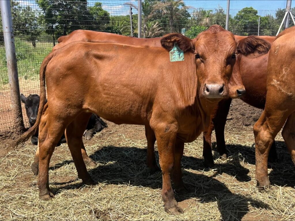 Bonsmara Calves, Heifers and Bulls - Mauro Solfertile Agriverde ...