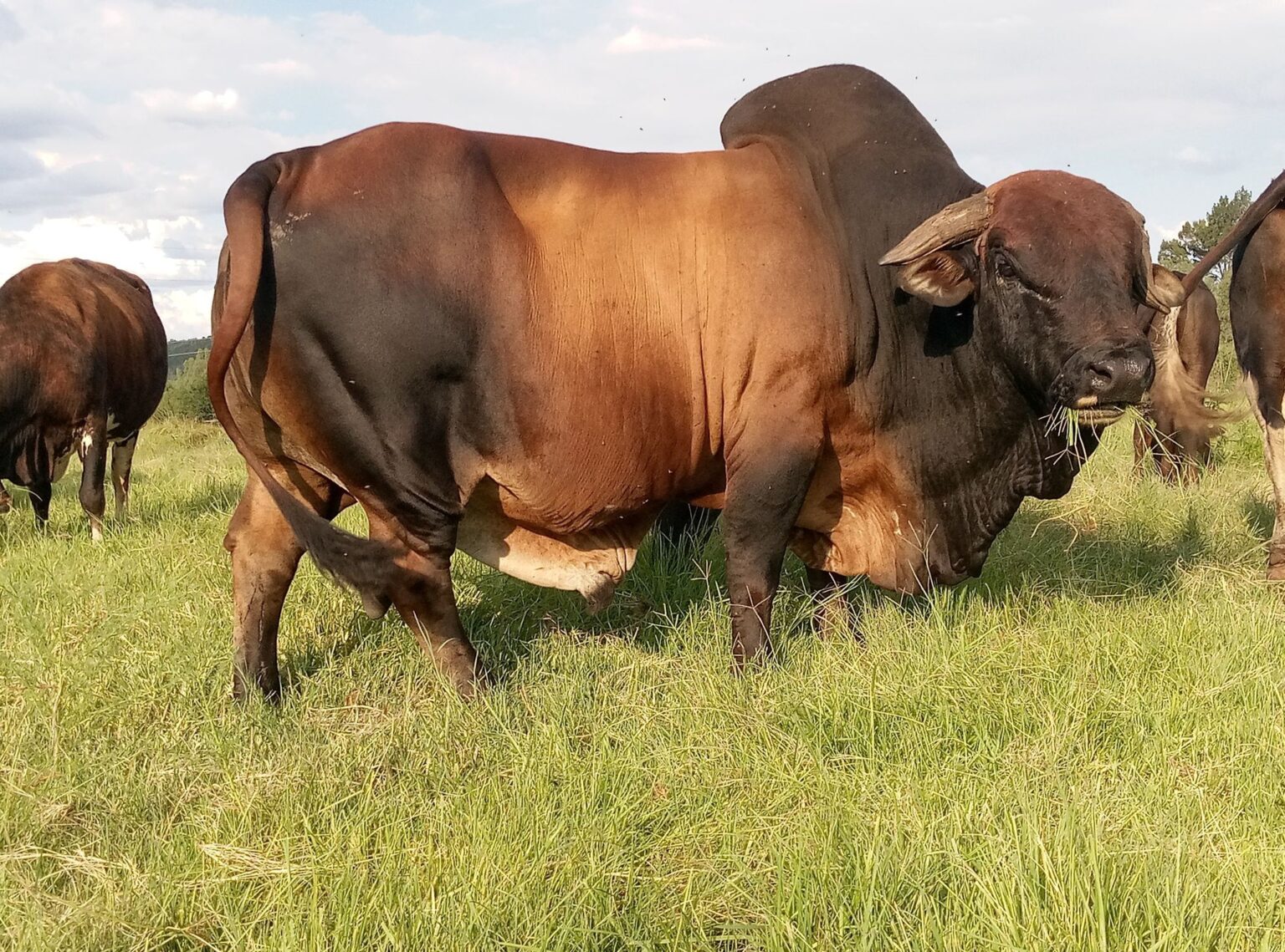 Boran (Calves, Heifers, Bulls) - Mauro Solfertile Agriverde Commodities ...