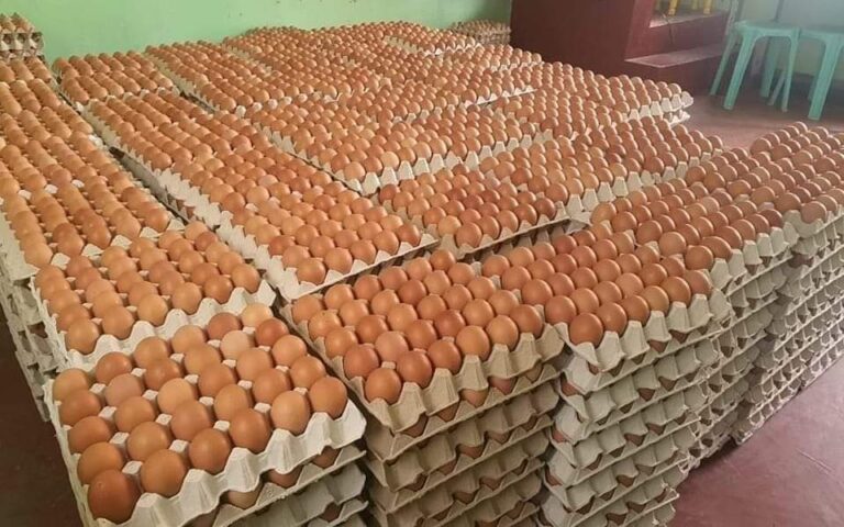 Chicken Eggs for Sale - Mauro Solfertile Agriverde Commodities Brazil