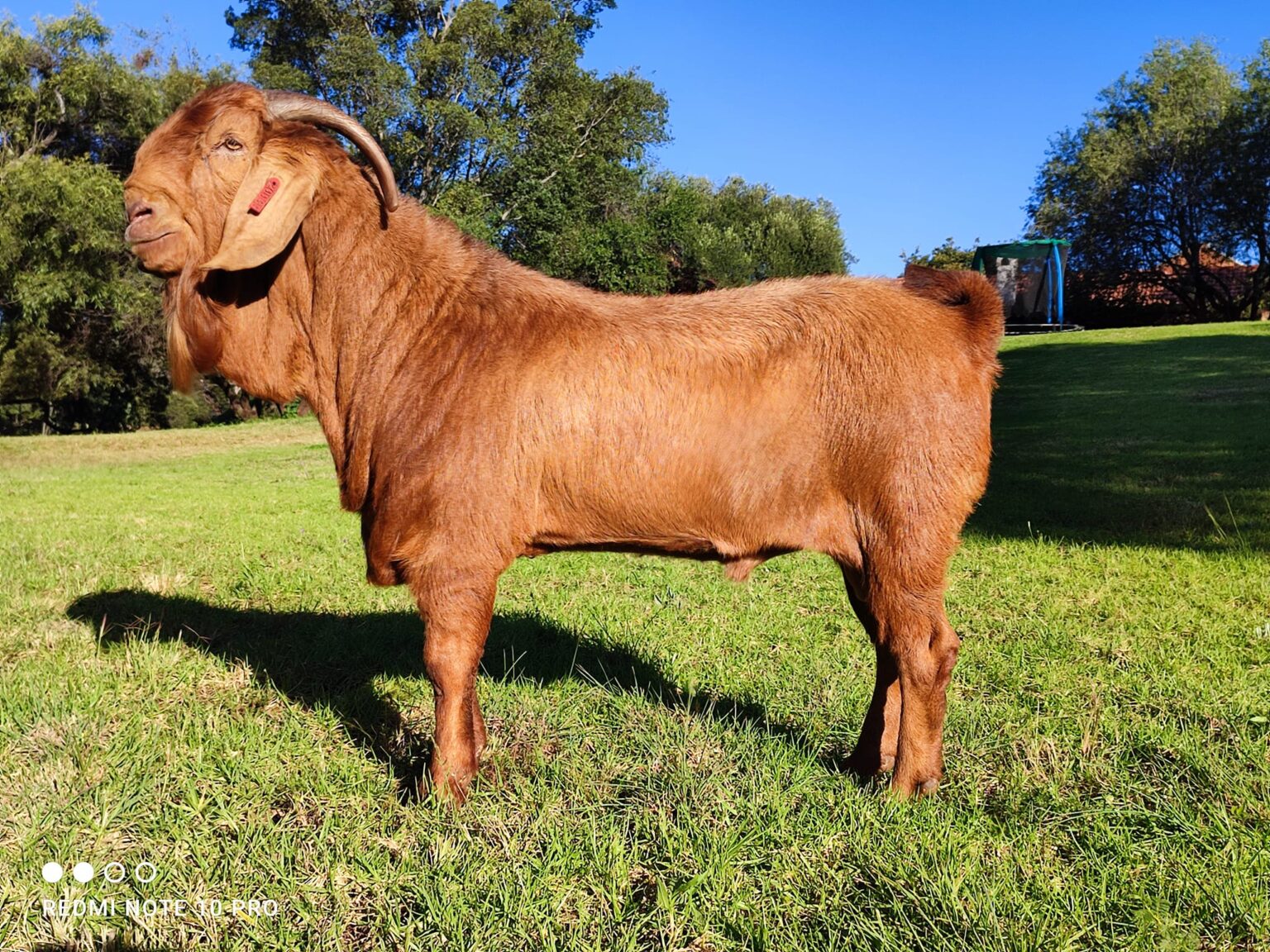 Kalahari Red Goats for Sale - Mauro Solfertile Agriverde Commodities