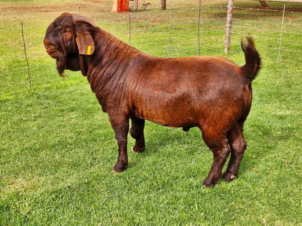 Kalahari Red Goats for Sale - Mauro Solfertile Agriverde Commodities Brazil