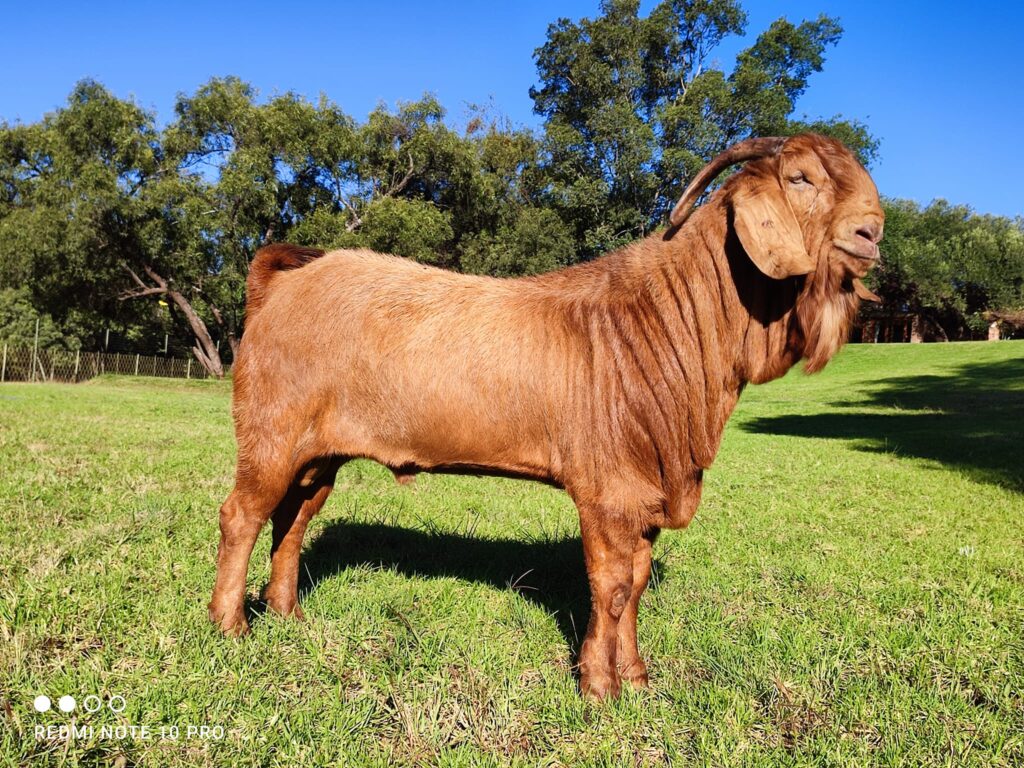 Kalahari Red Goats for Sale - Mauro Solfertile Agriverde Commodities