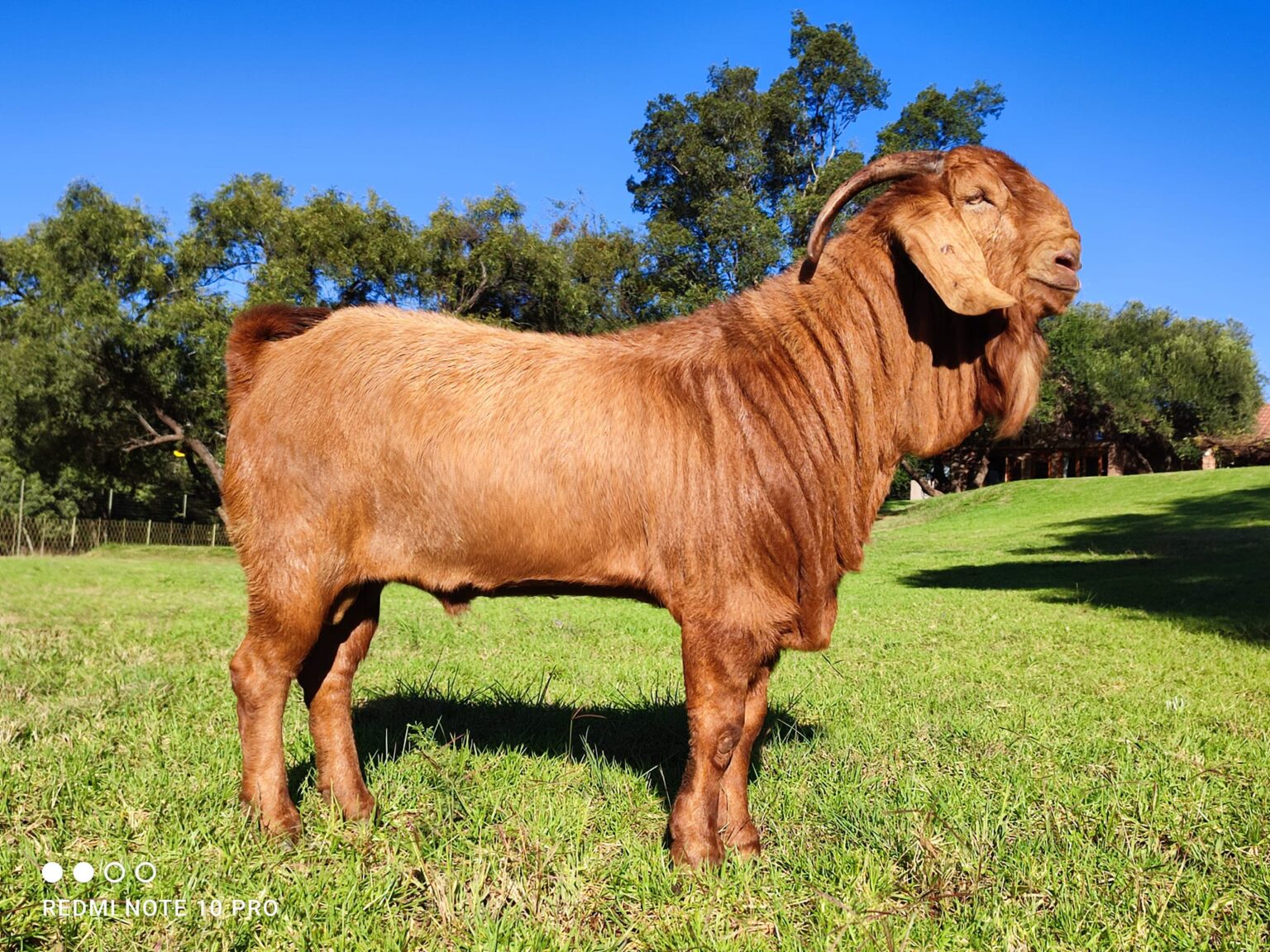 Kalahari Red Goats for Sale - Mauro Solfertile Agriverde Commodities Brazil