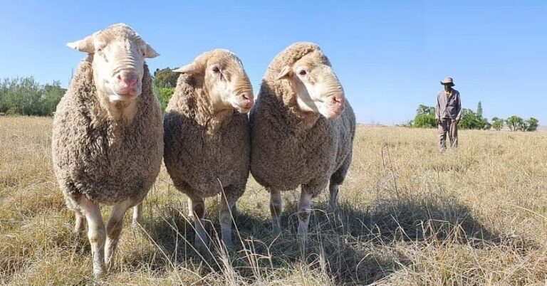 Merino Sheep for Sale - Mauro Solfertile Agriverde Commodities Brazil