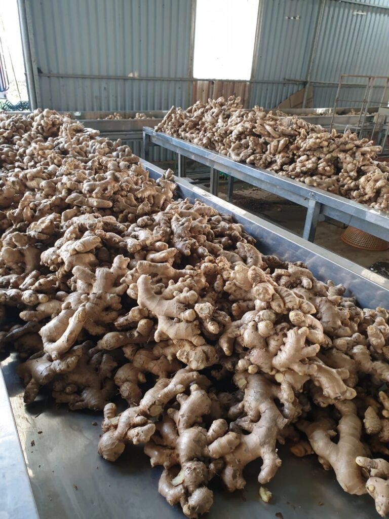 Organic Ginger for Sale - Mauro Solfertile Agriverde Commodities Brazil