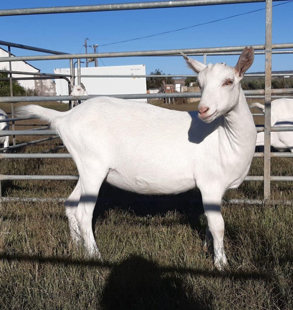Saanen Goats for Sale - Mauro Solfertile Agriverde Commodities Brazil