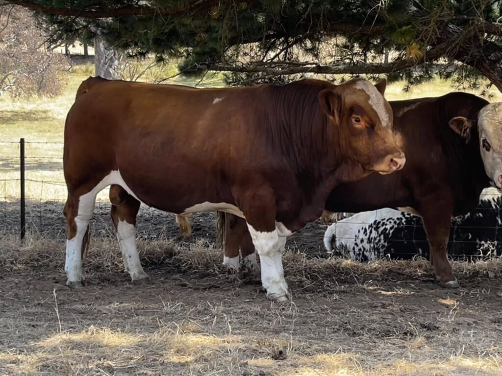 Simmental Calves Heifers Bulls - Mauro Solfertile Agriverde Commodities ...