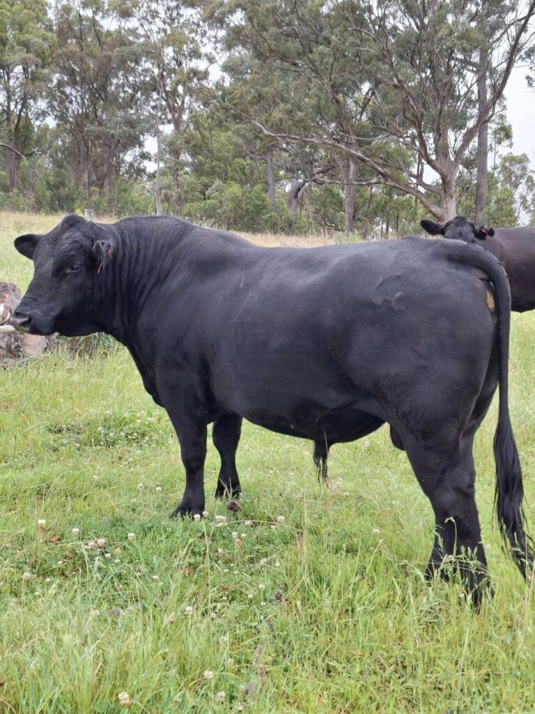 Simmental Calves Heifers Bulls - Mauro Solfertile Agriverde Commodities ...