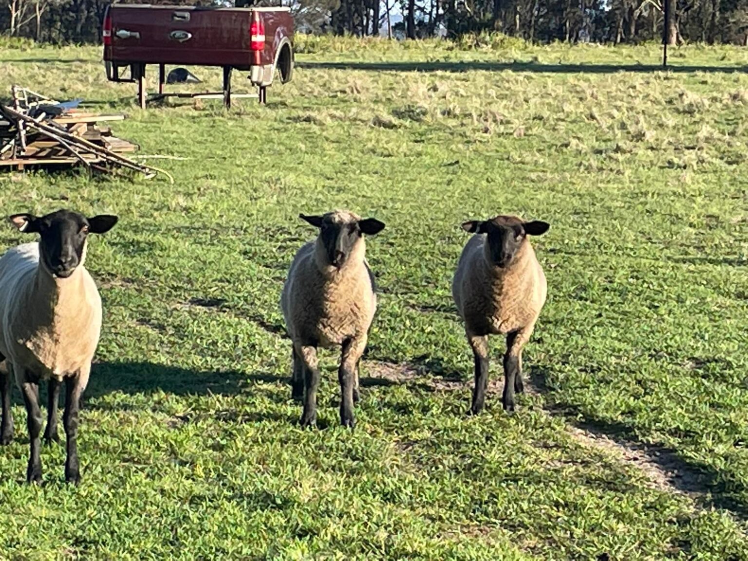Suffolk Sheep for Sale - Mauro Solfertile Agriverde Commodities Brazil