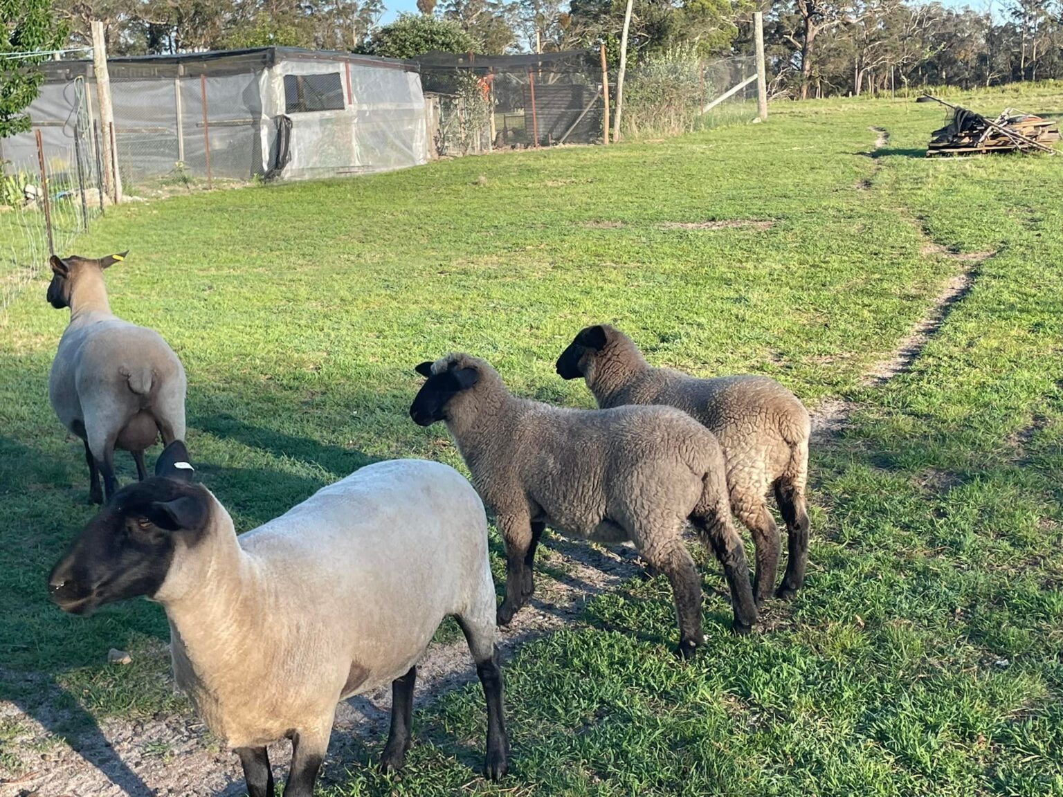 Suffolk Sheep for Sale - Mauro Solfertile Agriverde Commodities Brazil